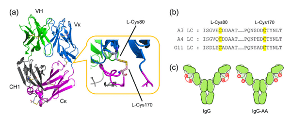 兔单克隆抗体kappa链的独特结构——域间二硫键